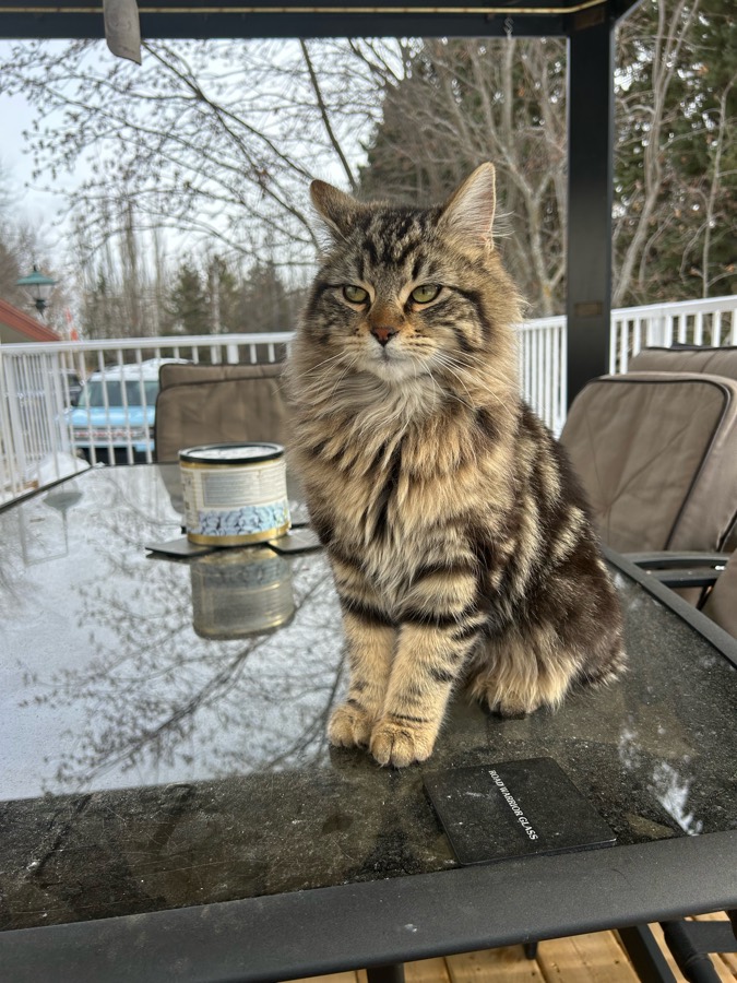 Solve Kitty cat jigsaw puzzle online with 63 pieces