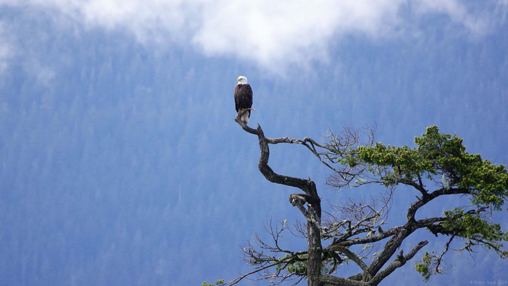 Solve Eagle Eye View jigsaw puzzle online with 84 pieces