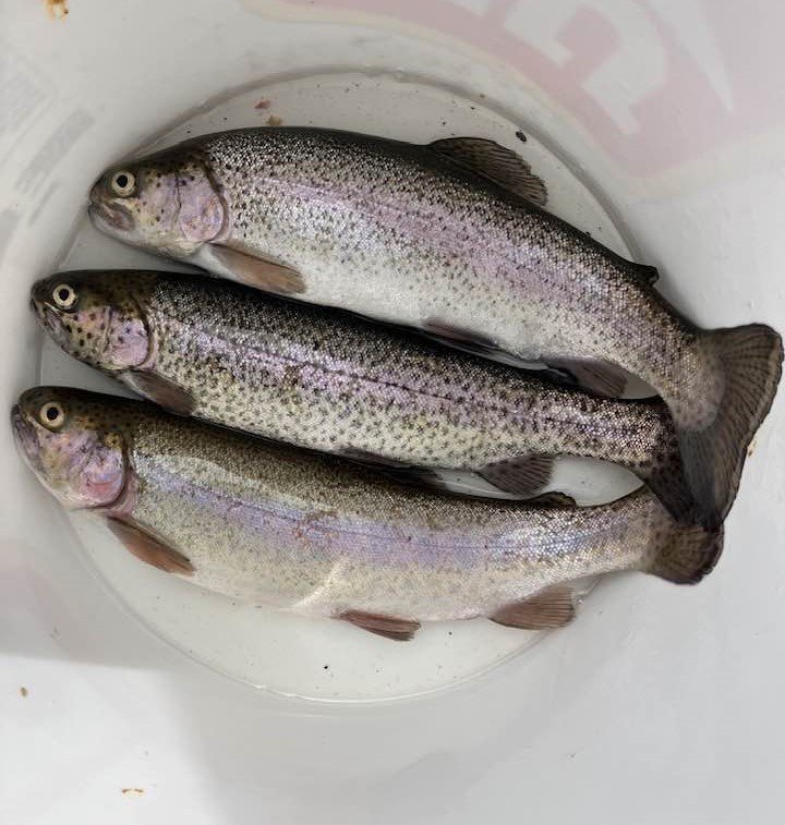 Solve trout in bucket jigsaw puzzle online with 144 pieces