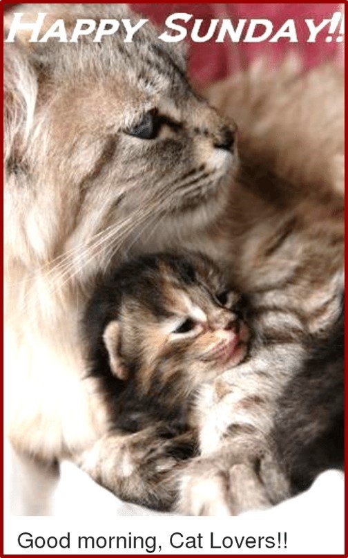 Solve Happy Sunday Cat Lovers And Those Who Love Cat Lovers! jigsaw ...