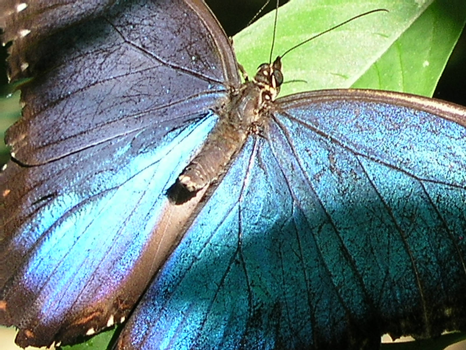 Solve Blue Morpho medium jigsaw puzzle online with 266 pieces