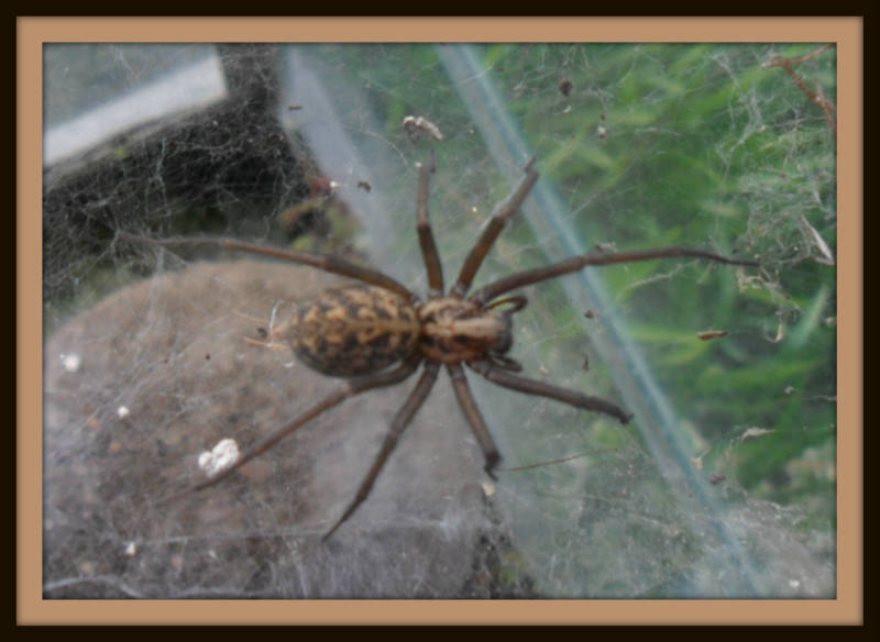 Solve Spider jigsaw puzzle online with 12 pieces