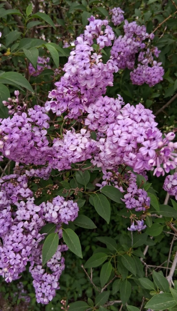 Solve LOVELY LILACS jigsaw puzzle online with 28 pieces