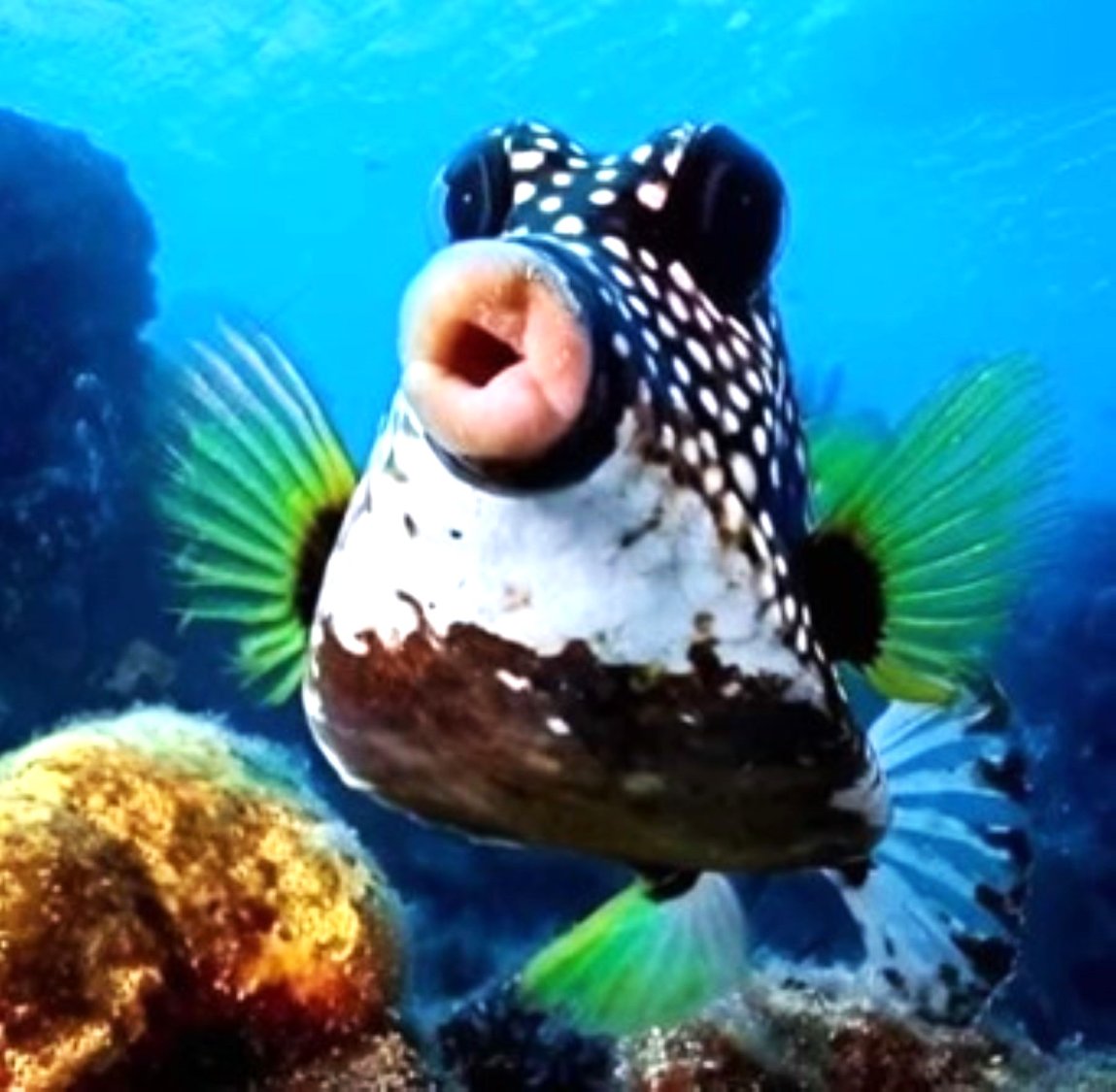 Solve Weird looking fish jigsaw puzzle online with 25 pieces