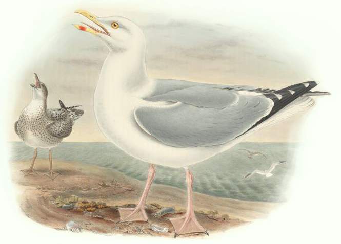Solve Herring gull (Larus argentatus), John Gould (ornithologist ...