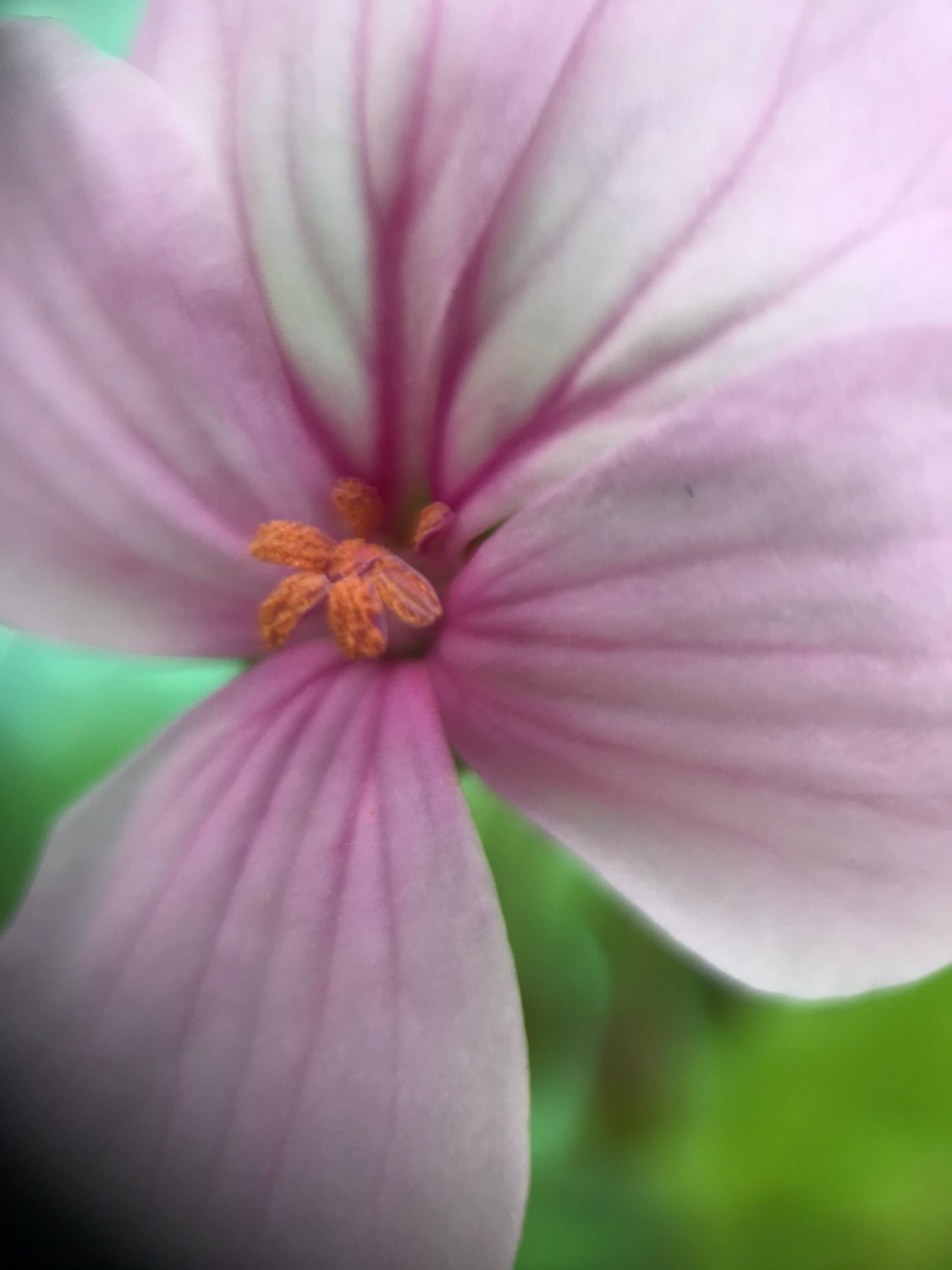 Solve Acreum - geranium jigsaw puzzle online with 48 pieces