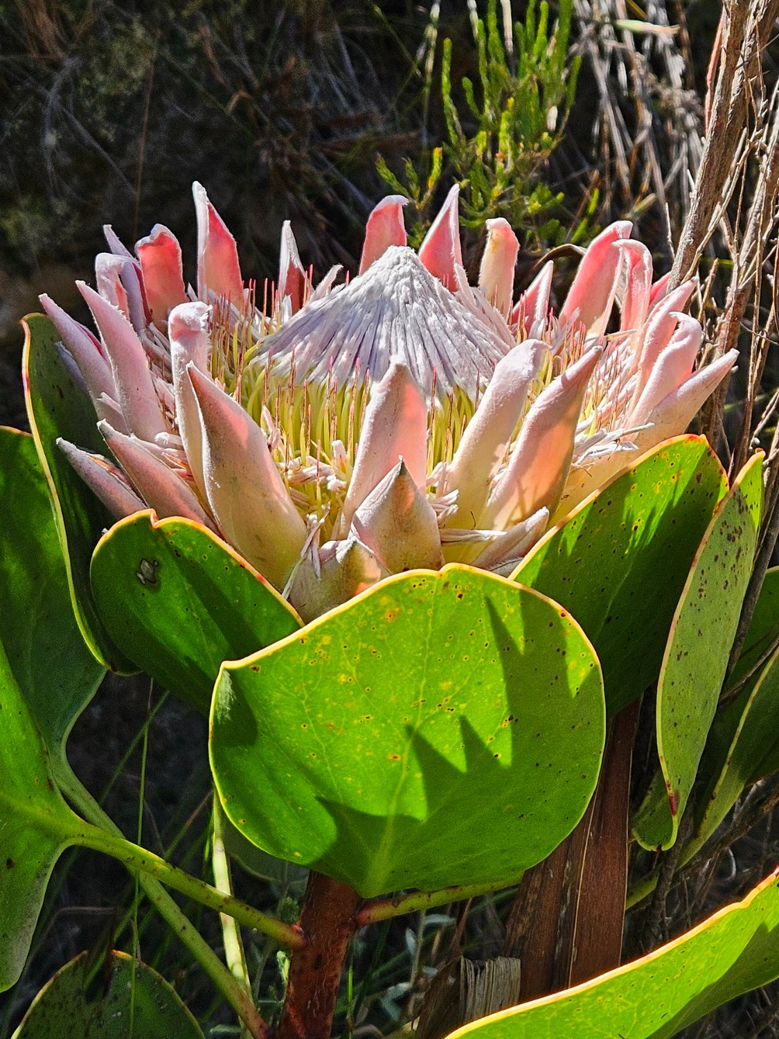 Solve Protea cynaroides jigsaw puzzle online with 374 pieces