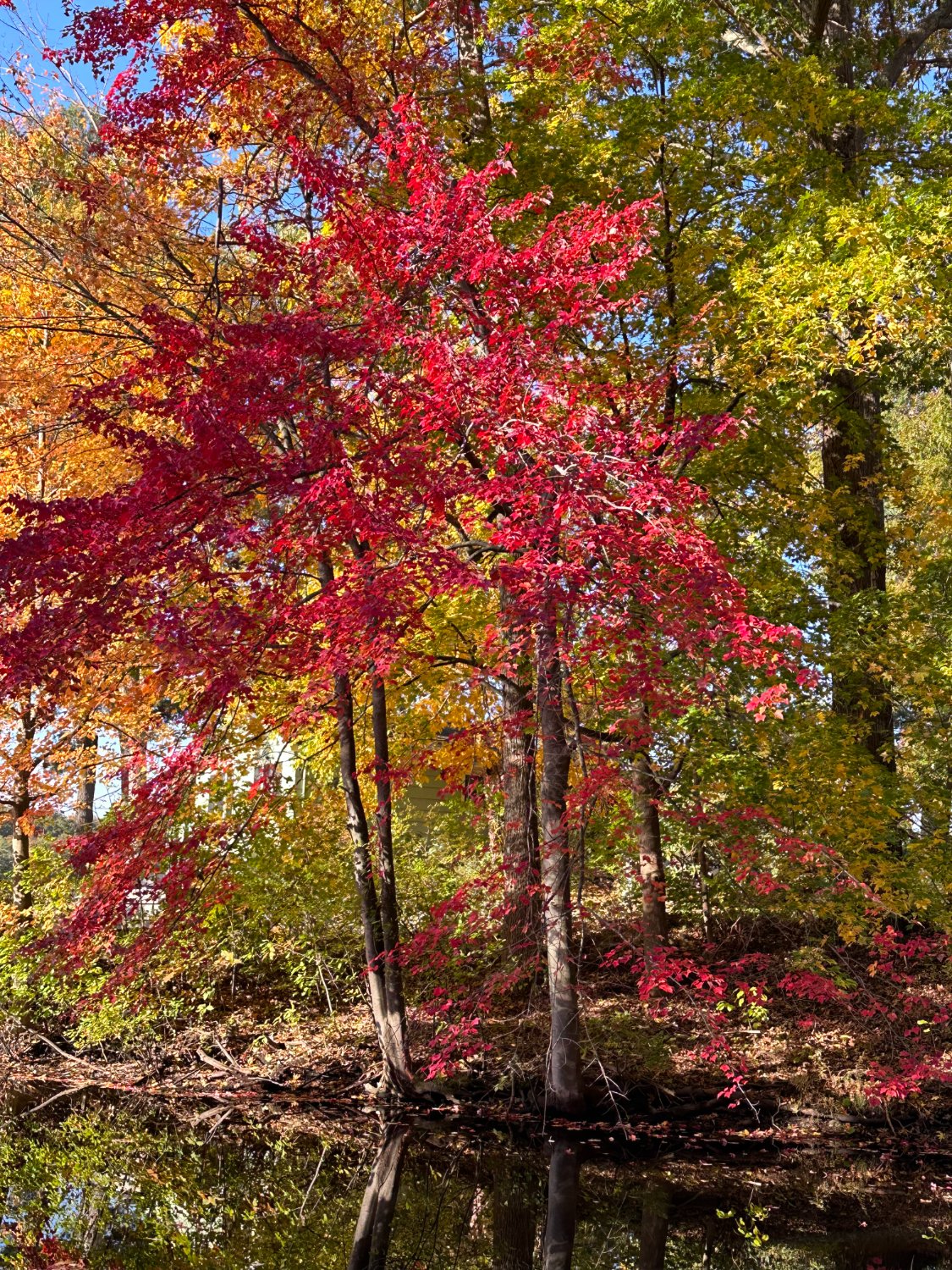 Solve Red tree in October jigsaw puzzle online with 130 pieces