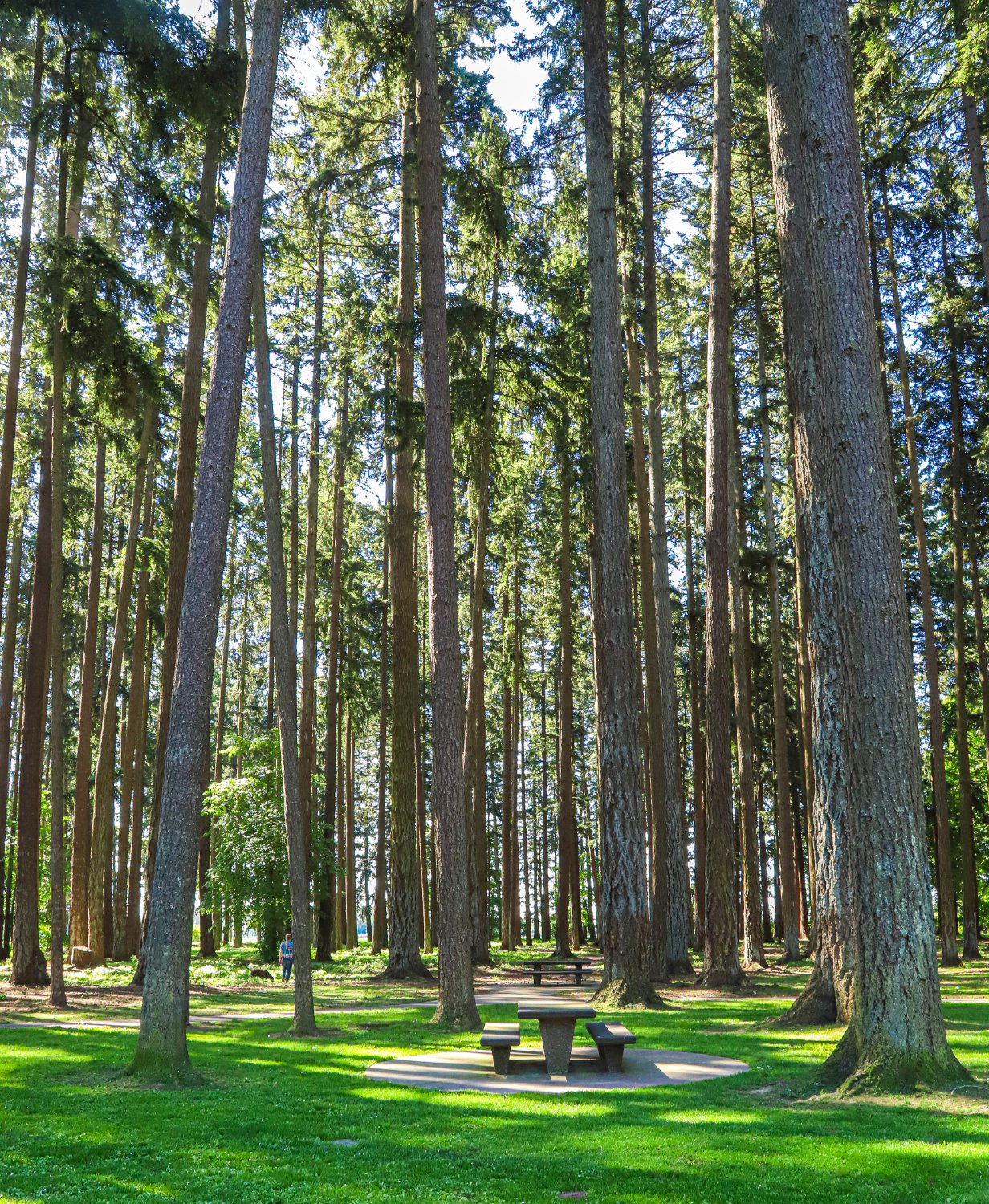 Solve OREGON RESTSTOP jigsaw puzzle online with 80 pieces