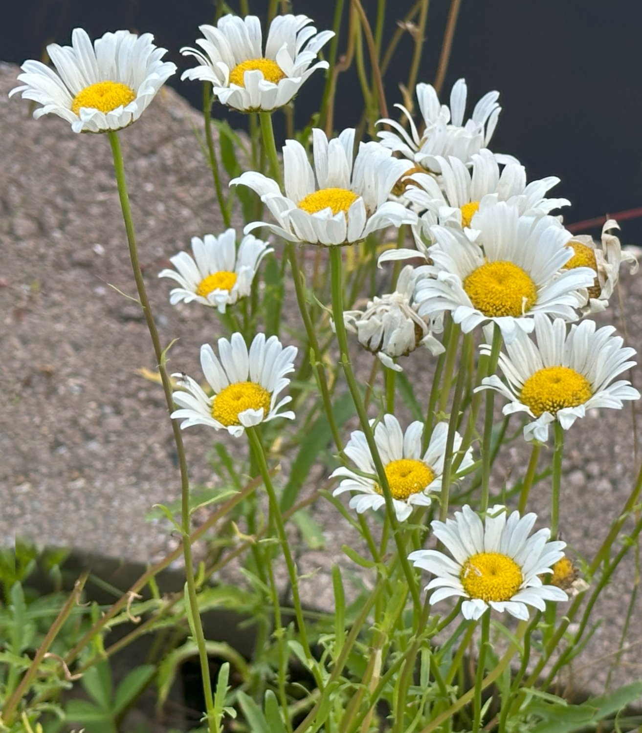 Solve Daisies jigsaw puzzle online with 72 pieces