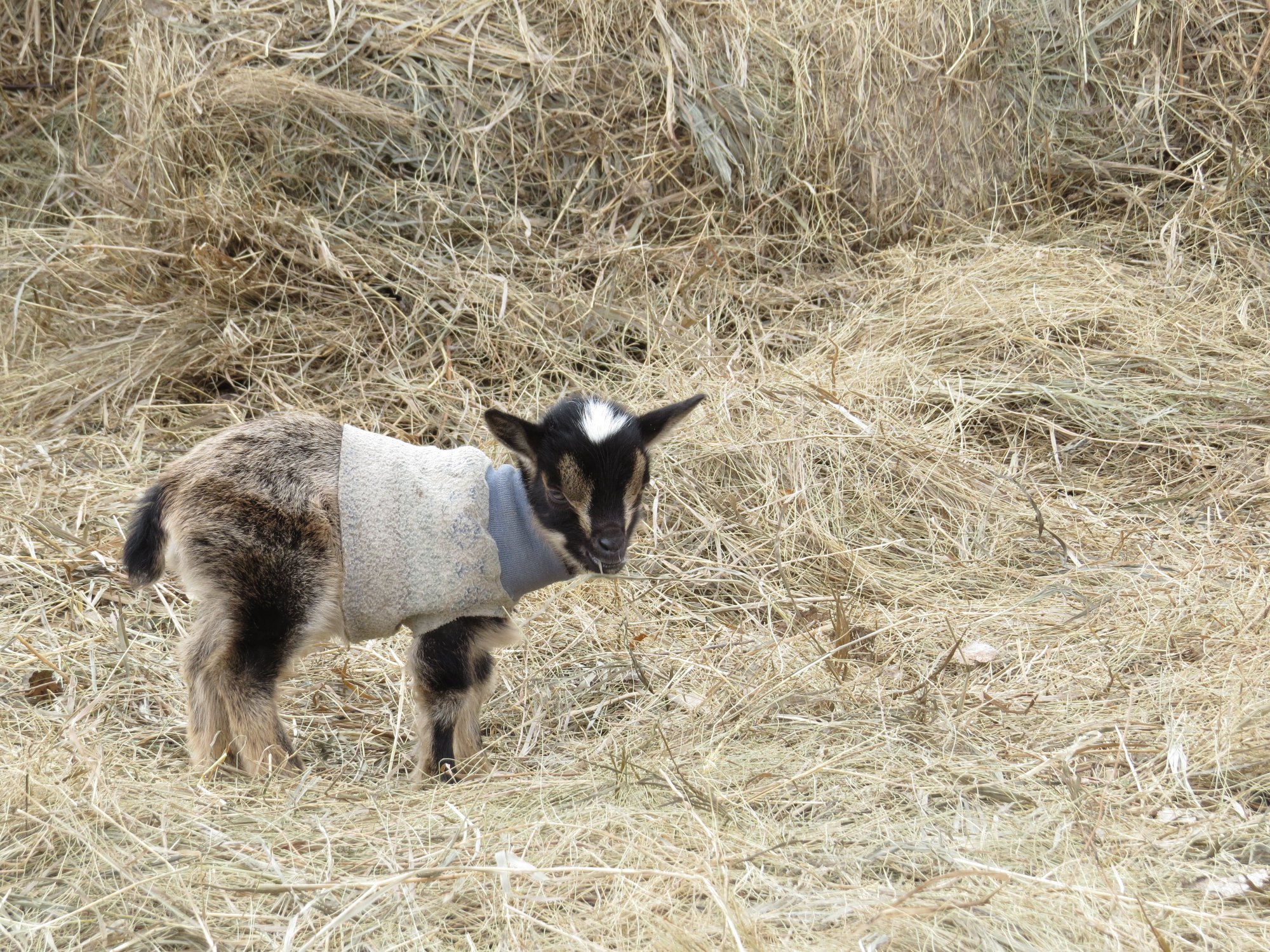 Solve Baby Goat jigsaw puzzle online with 99 pieces