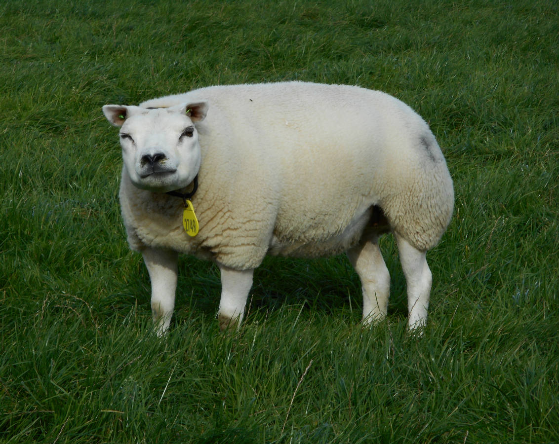 Solve A little wink of our favourite ewe jigsaw puzzle online with 63 ...