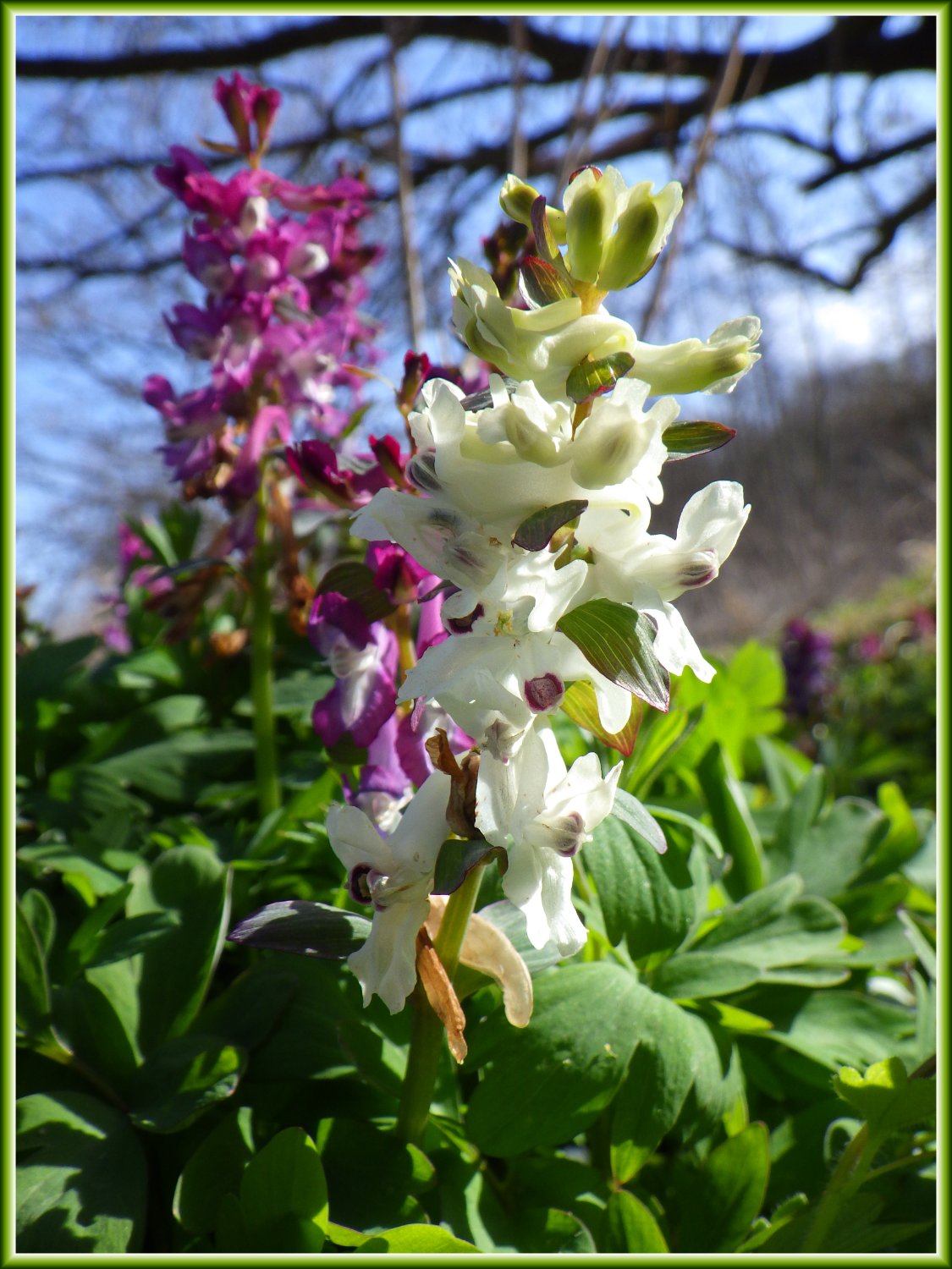 Solve Hollow Root jigsaw puzzle online with 130 pieces