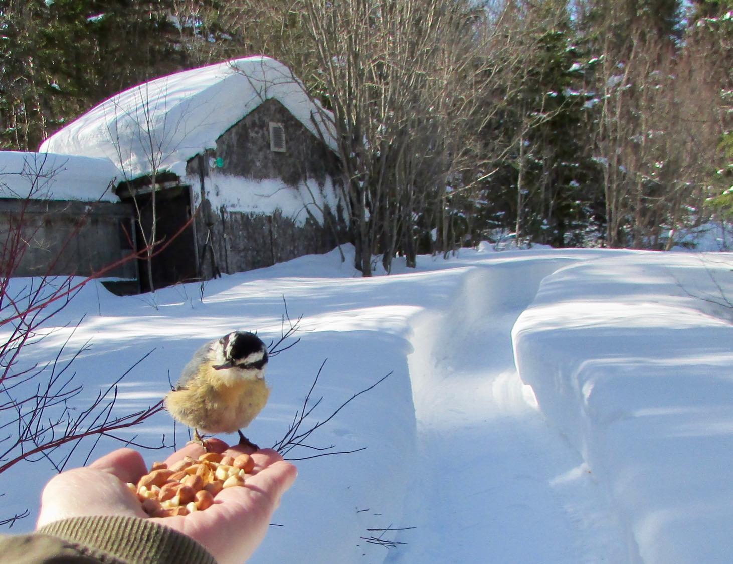 Solve Darling Pinocchio jigsaw puzzle online with 63 pieces