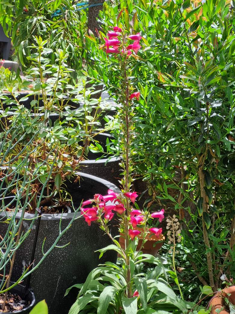 Solve Digiplexis Illumination Raspberry jigsaw puzzle online with 20 pieces