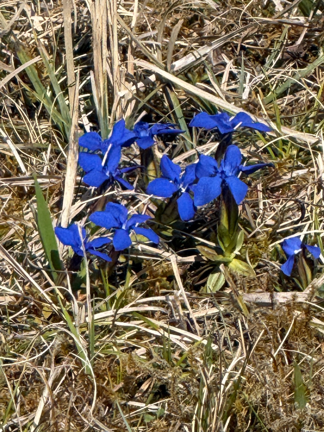 Jigsaw Puzzle | 80 pieces | Blauer Enzian | Jigidi