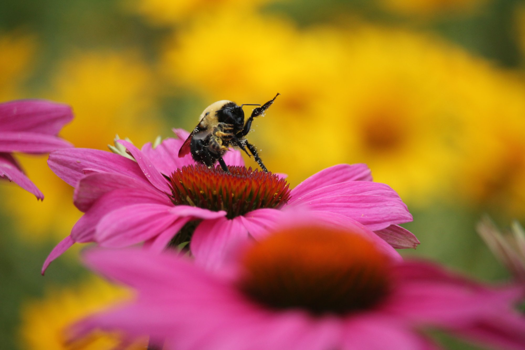 Solve Bee says Hello! jigsaw puzzle online with 260 pieces