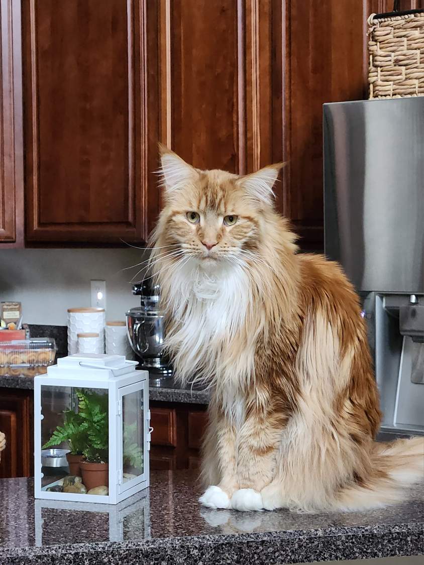 Solve Tiny Gardening with Lord Jameson jigsaw puzzle online with 63 pieces