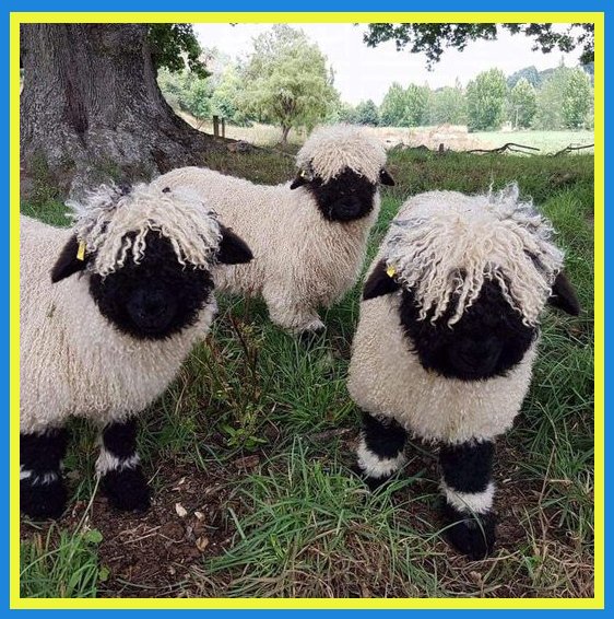 Solve Valais Blacknose sheep jigsaw puzzle online with 81 pieces