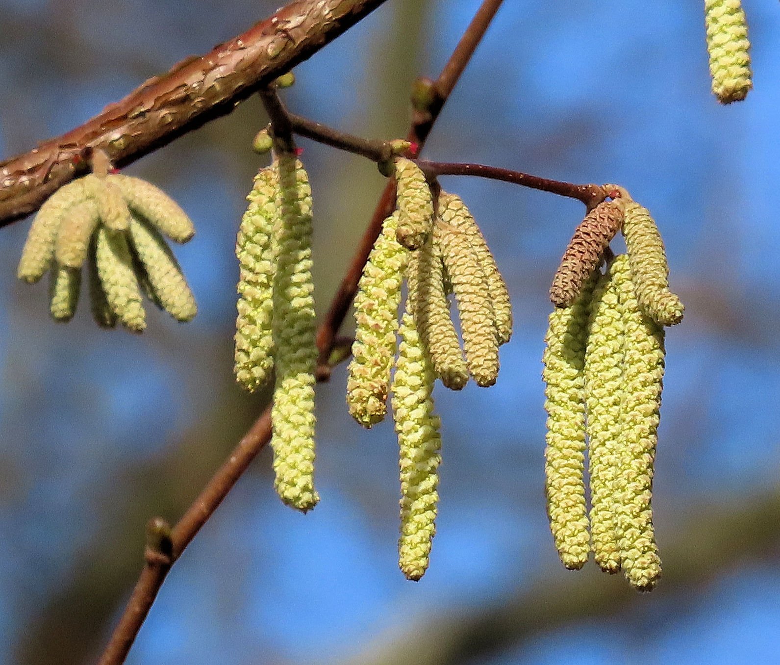 Solve hazel catkins (hazelaarkatjes) jigsaw puzzle online with 56 pieces