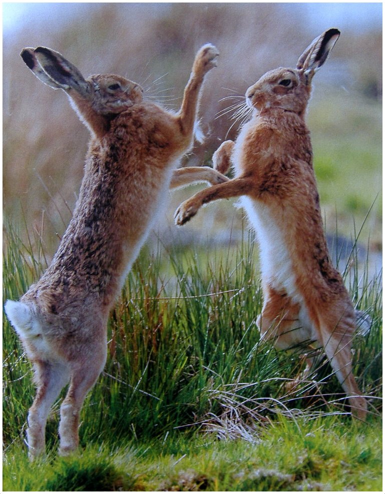 Solve Seasonal Nature - Country Living Magazine - Spring - Mad March ...