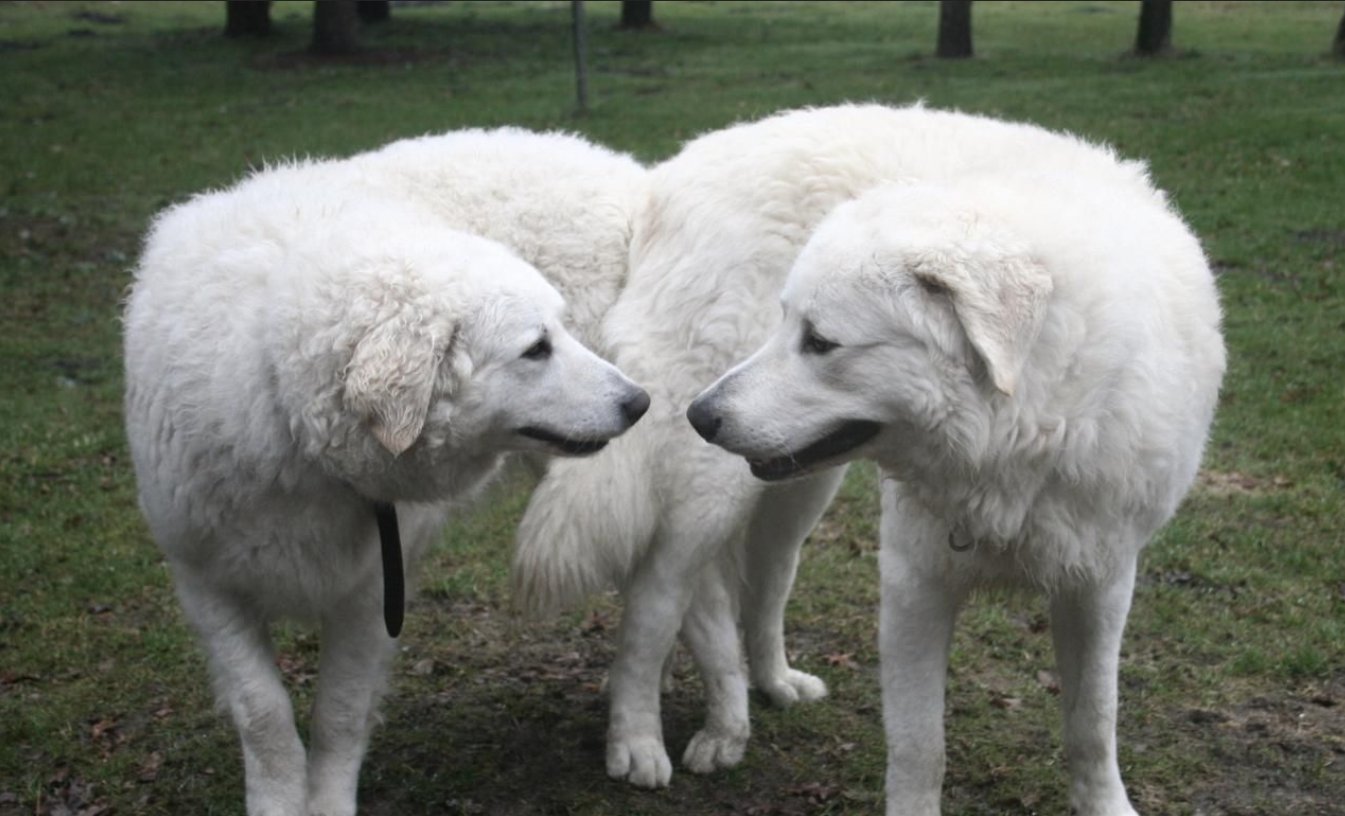 Solve The KUVasz, A Large Guard Dog That Originated In Hungary. jigsaw ...