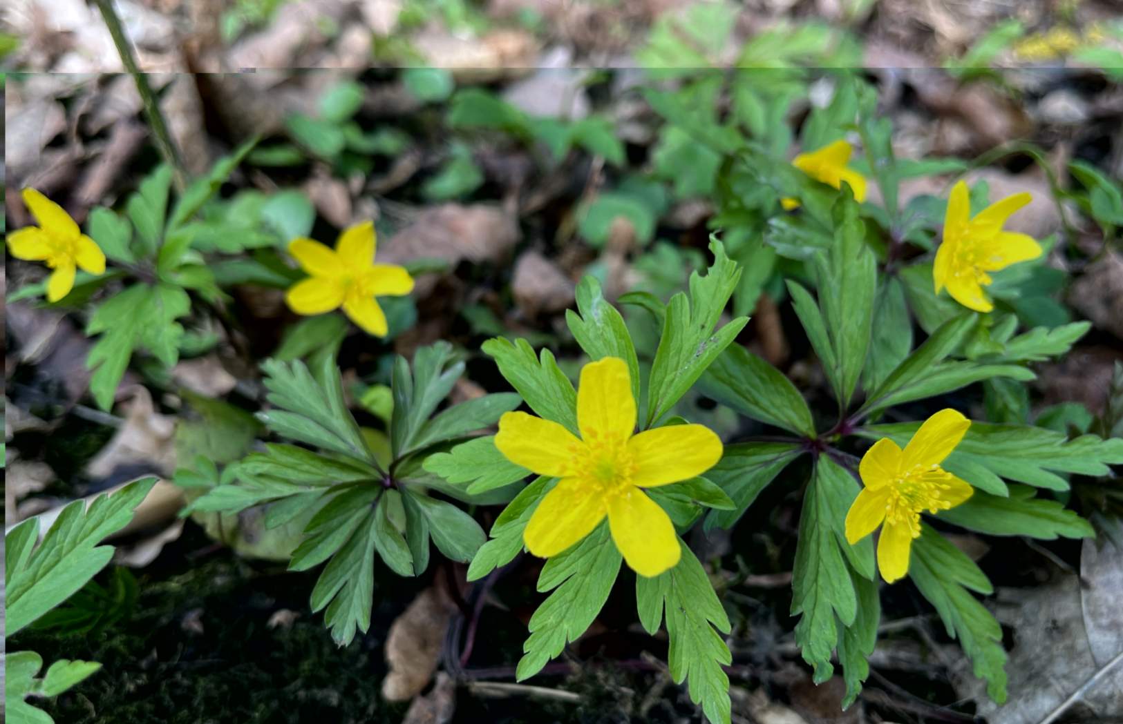 Solve Geltonžiedė plukė (Anemone ranunculoides) jigsaw puzzle online ...