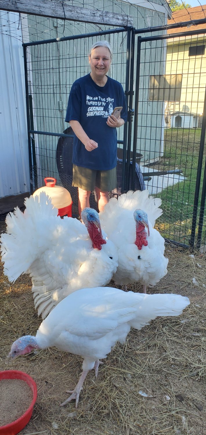 Solve Amy and turkeys jigsaw puzzle online with 128 pieces Solve Amy and turkeys jigsaw puzzle online with 128 pieces