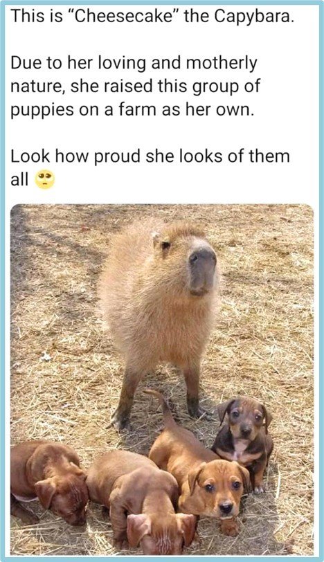 Solve Proud "Mama" Capybara With Her Puppies jigsaw puzzle online with ...