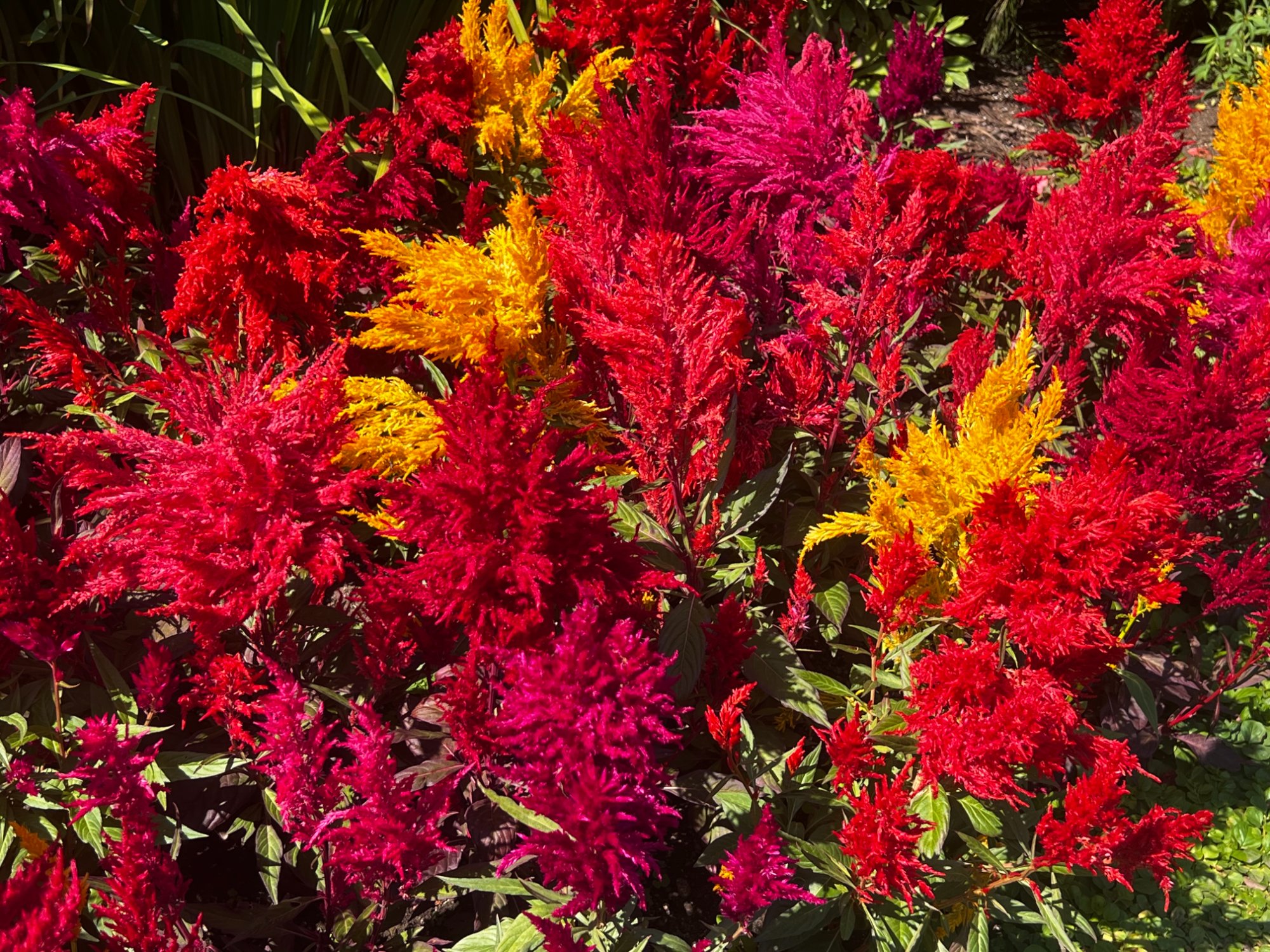 Solve Celosia, very flashy flowers at Butchart Gardens jigsaw puzzle ...