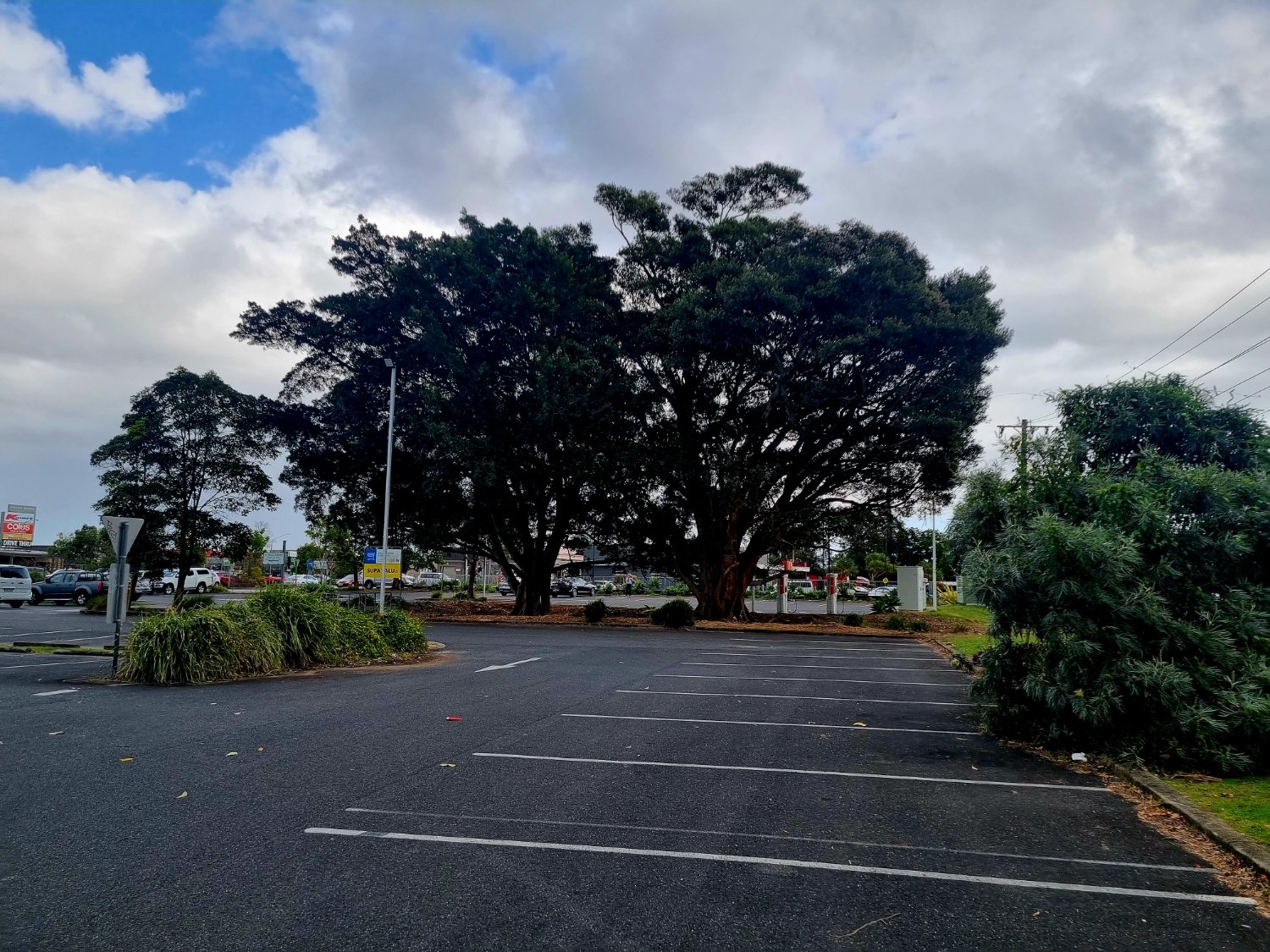 Solve Fig Trees jigsaw puzzle online with 12 pieces