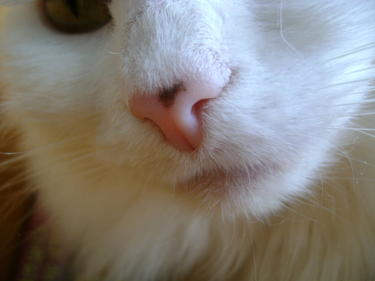 Solve Freya - Pretty pink nose...when it isn't checking to see if you ...