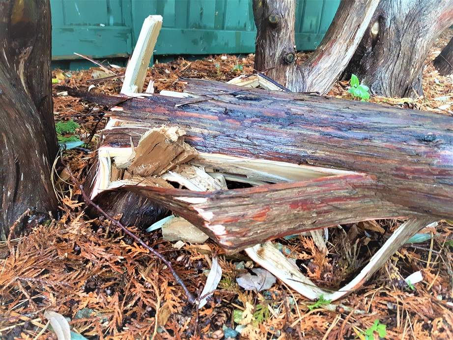 Solve Cedar Trunk Exploded jigsaw puzzle online with 20 pieces