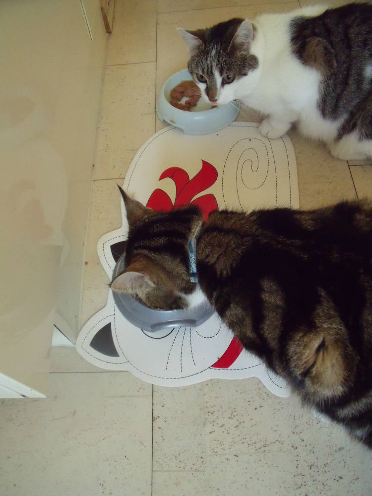 Jigsaw Puzzle | 80 Teile | Miss Elly and Gismo enjoy their food | Jigidi