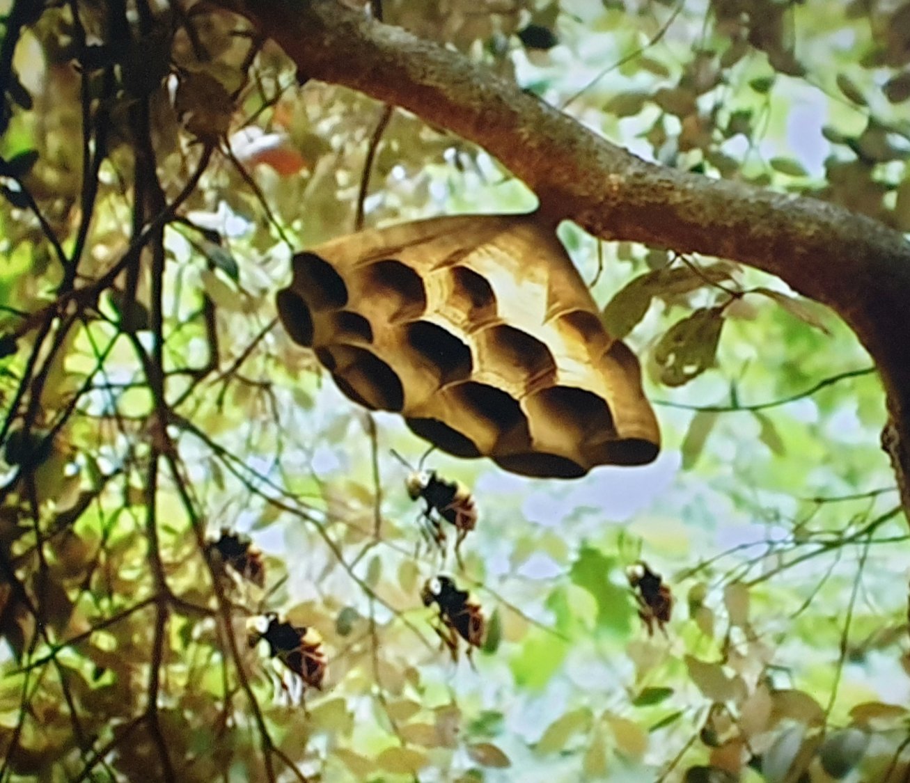 Solve MINUSCULE WASPS ~4 jigsaw puzzle online with 20 pieces