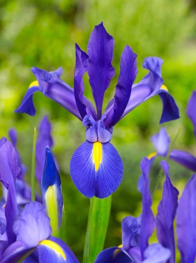 Solve Iris, Blue Magic jigsaw puzzle online with 88 pieces