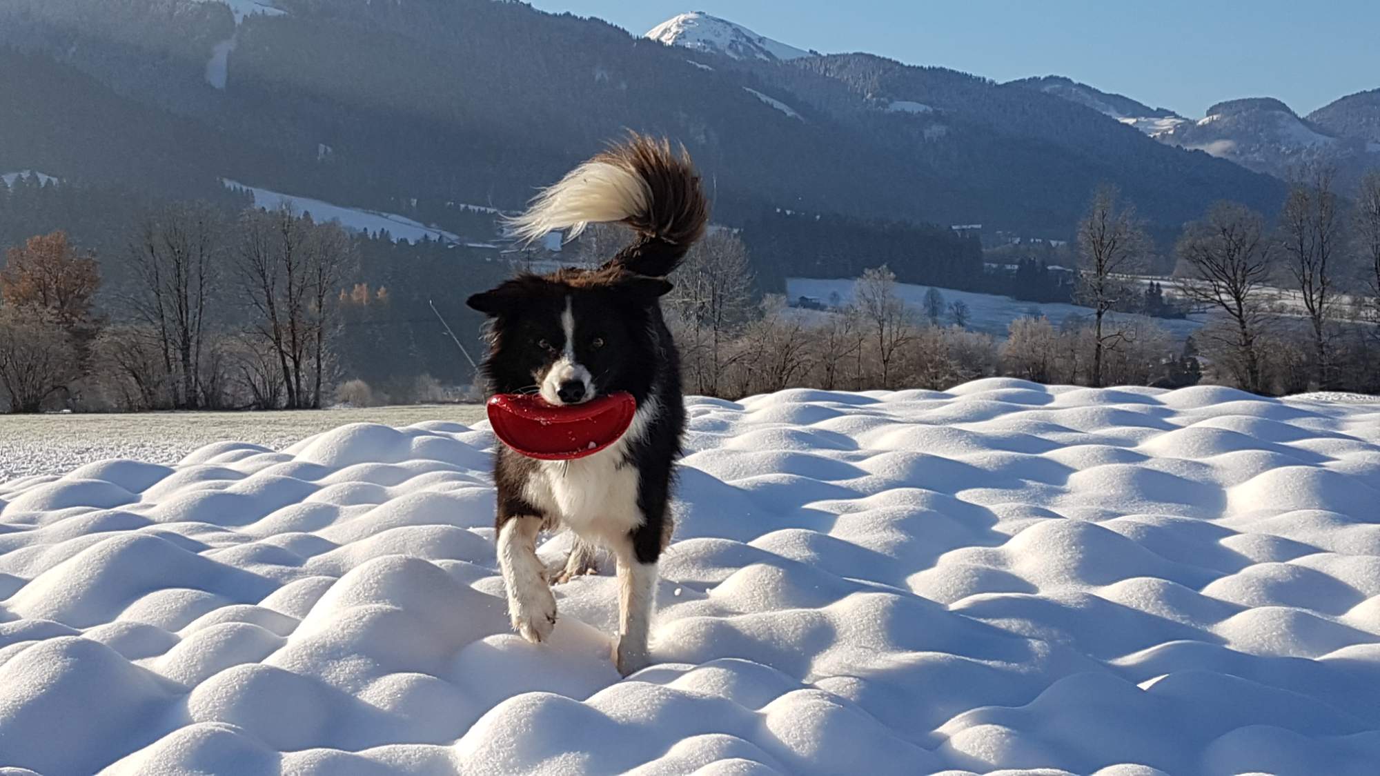 Solve Chico and his frisbee jigsaw puzzle online with 144 pieces