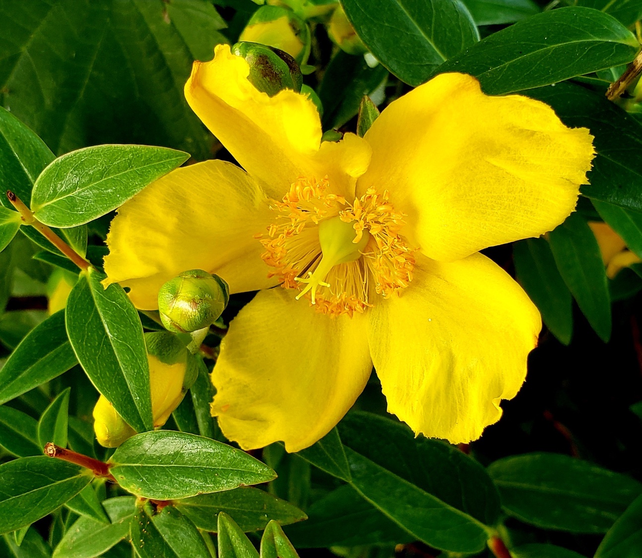 Solve Flower jigsaw puzzle online with 20 pieces