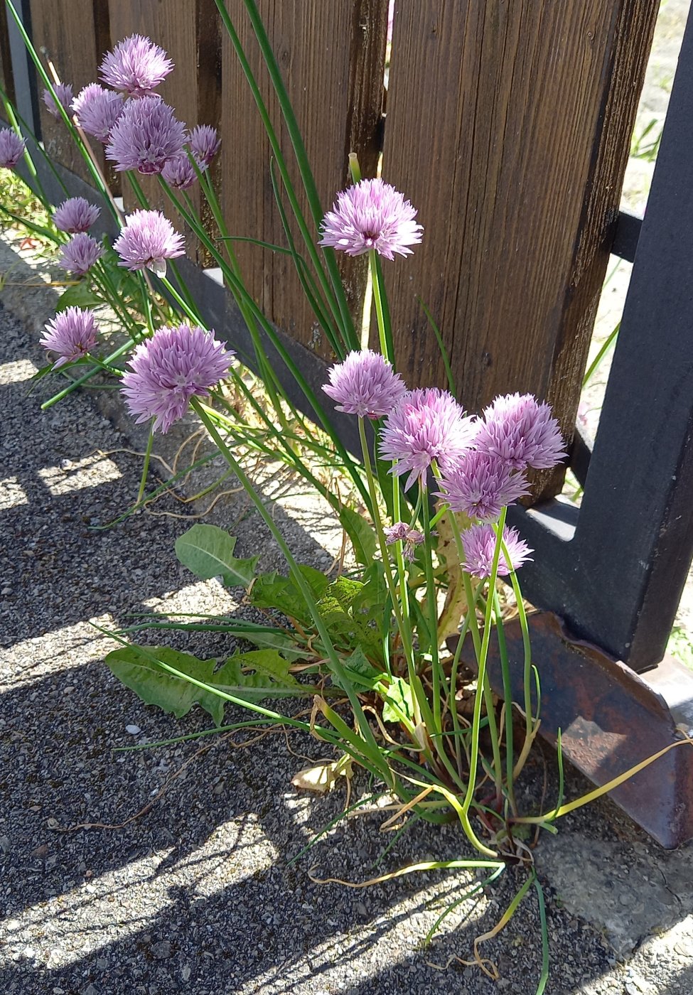 Solve Urban Biodiversity jigsaw puzzle online with 35 pieces