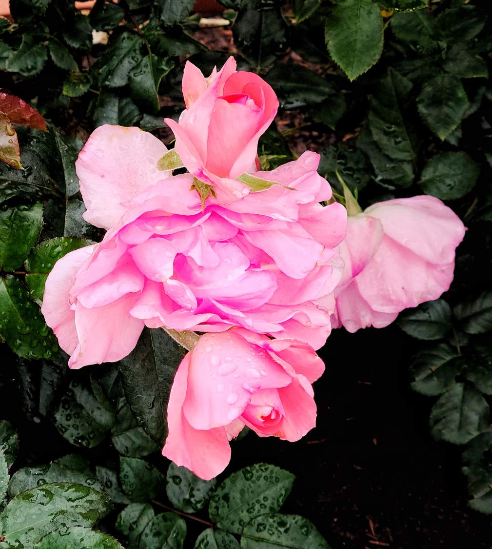 Solve Loose Pink Rose Blossom jigsaw puzzle online with 30 pieces