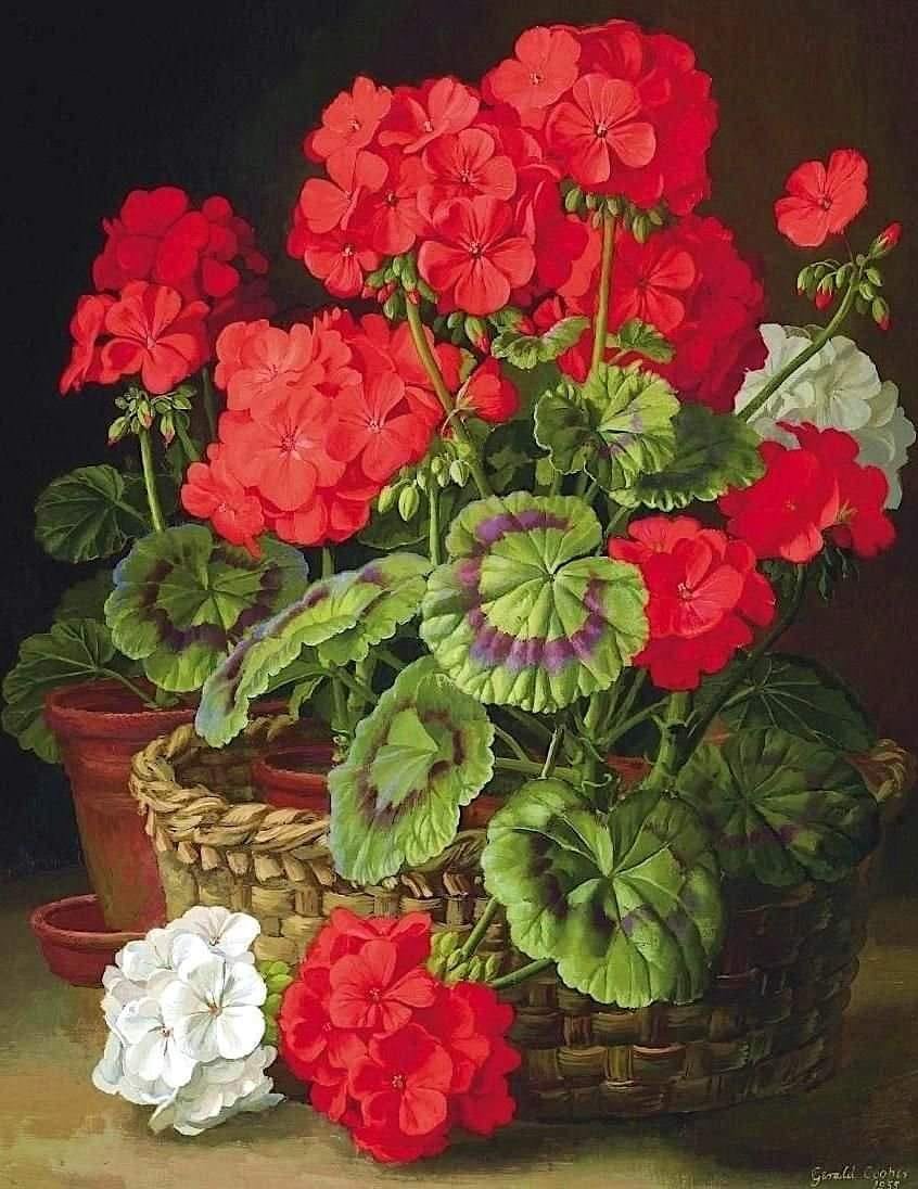 Solve geranium (resize 12 to 252) jigsaw puzzle online with 63 pieces