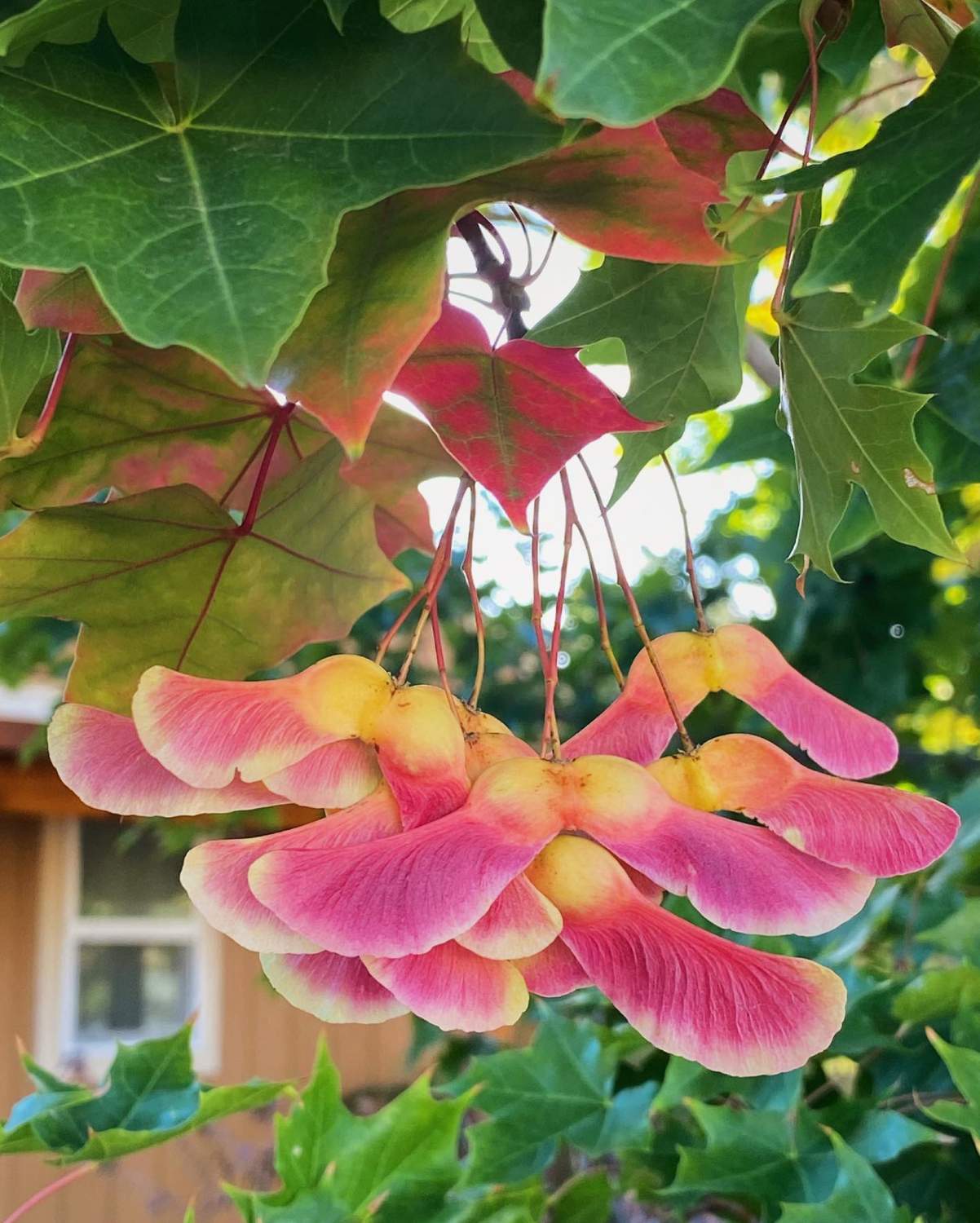 Solve Maple Seeds jigsaw puzzle online with 320 pieces