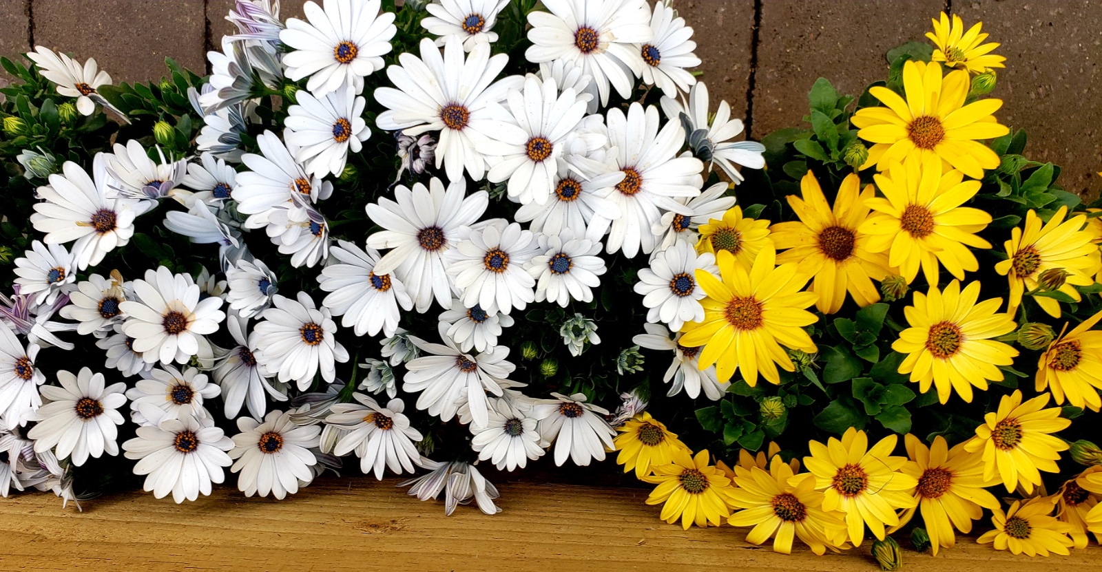 Jigsaw Puzzle | 32 pieces | Flowers | Jigidi