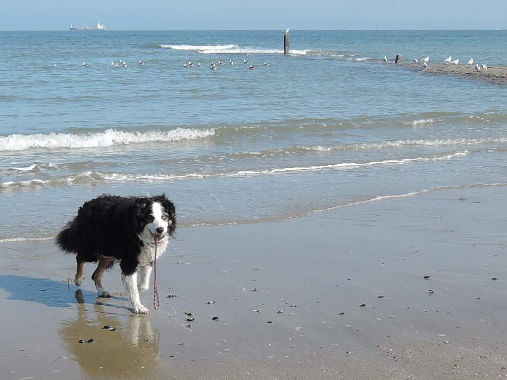 Solve Sam too loved the beach! ️ jigsaw puzzle online with 20 pieces