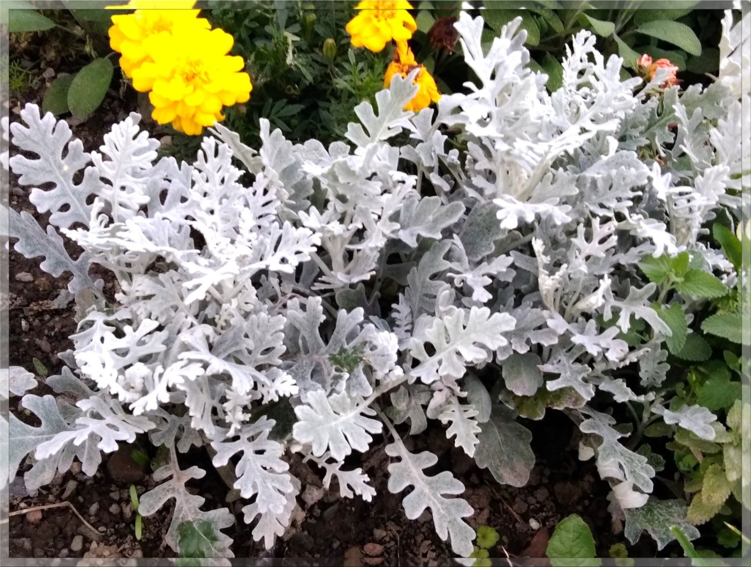 Solve Jacobaea maritima - silver ragwort - Starček přímořský jigsaw ...