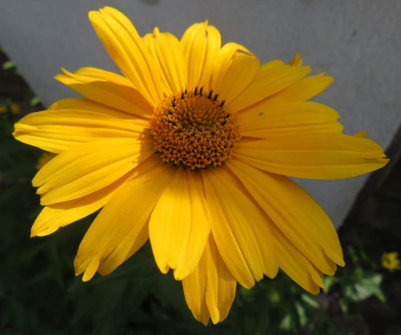 Solve Janeba drsná (Heliopsis helianthoides jigsaw puzzle online with 9 ...