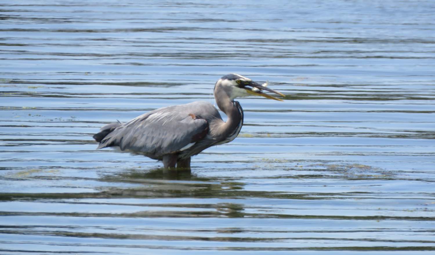 Solve Success!! jigsaw puzzle online with 40 pieces