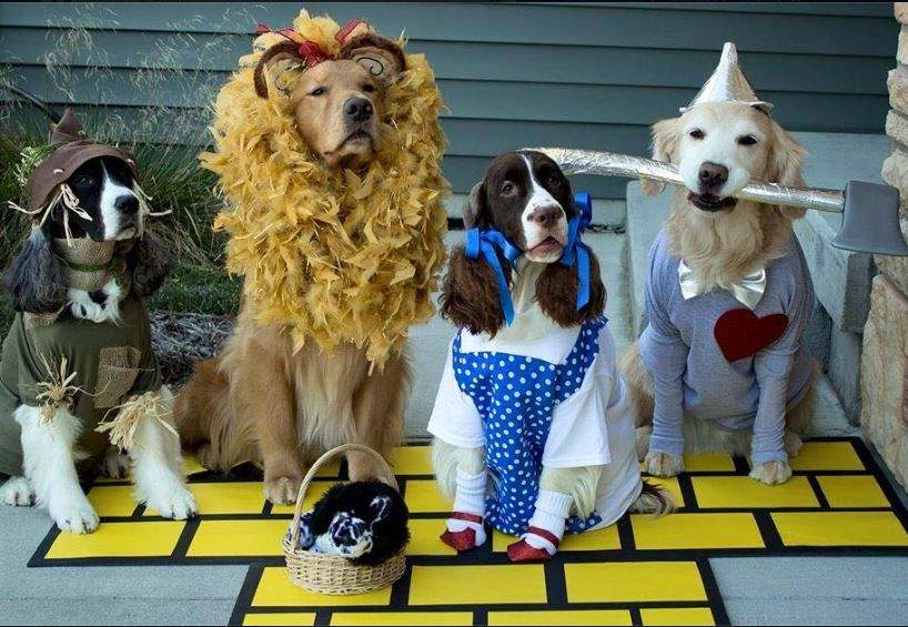 Solve The Wizard of Dog jigsaw puzzle online with 48 pieces