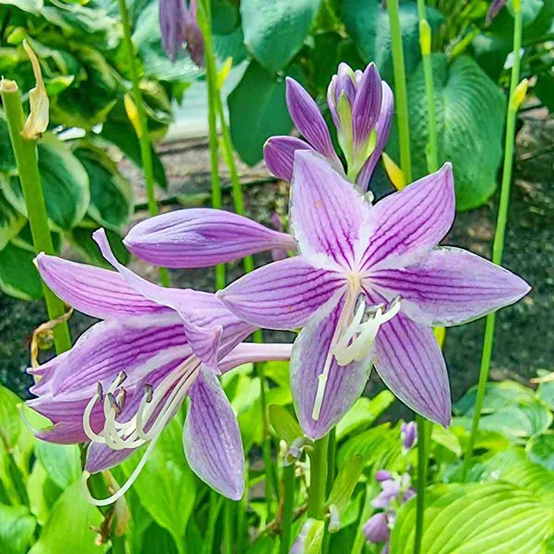 Solve Flower of the Siberian Tiger Hosta jigsaw puzzle online with 81 ...