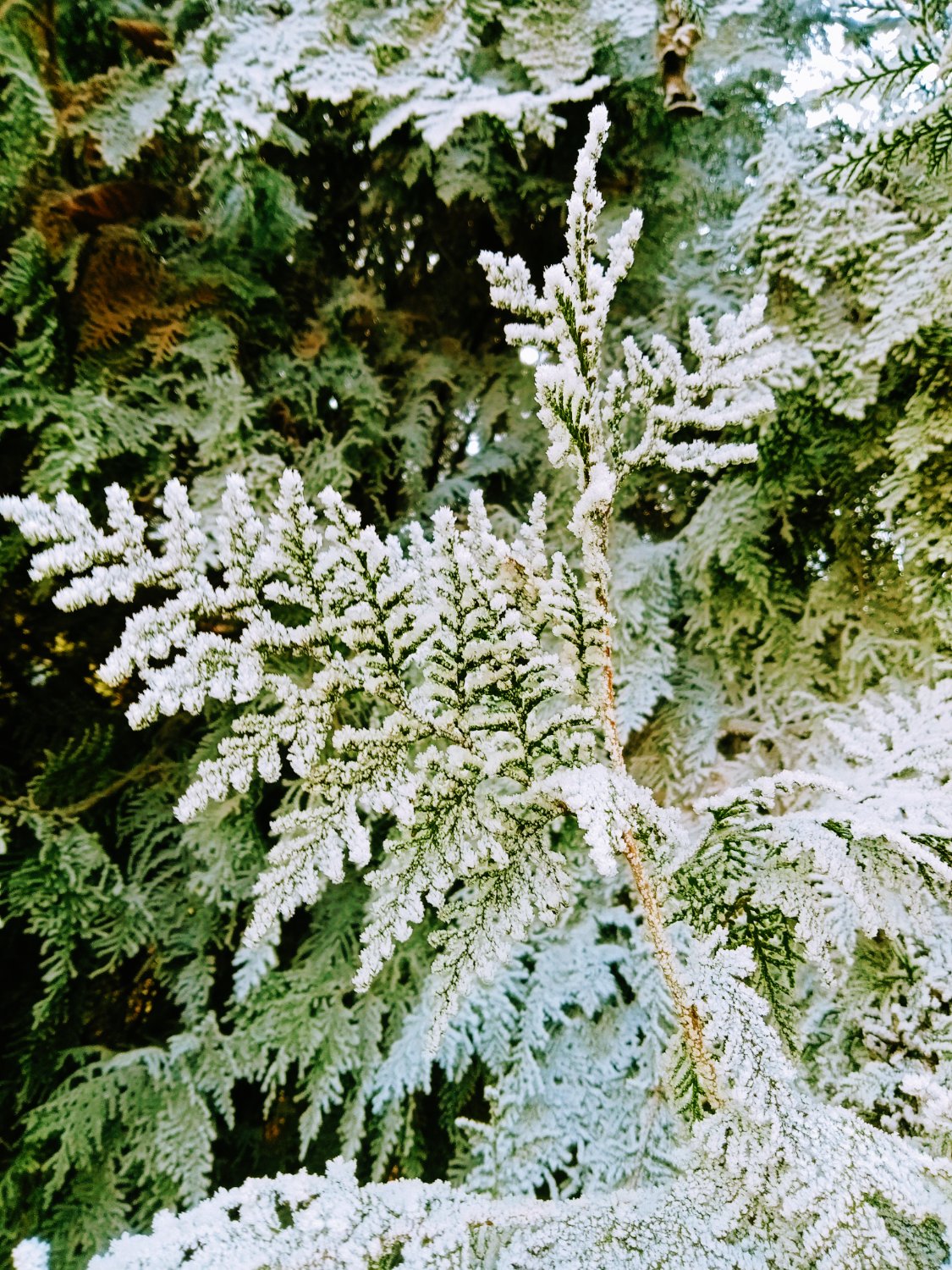 Solve Thuja in winter jigsaw puzzle online with 80 pieces